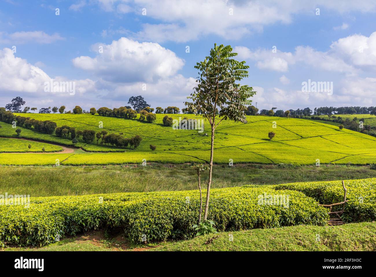 Kiambu County Limuru Tea Farm plantation in Kiambu County, Kenya Tea is ...