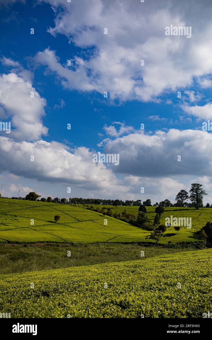 Kiambu County Limuru Tea Farm plantation in Kiambu County, Kenya Tea is ...