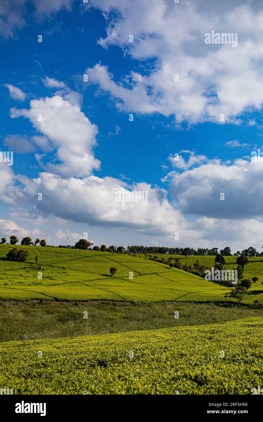 Kiambu County Limuru Tea Farm plantation in Kiambu County, Kenya Tea is ...