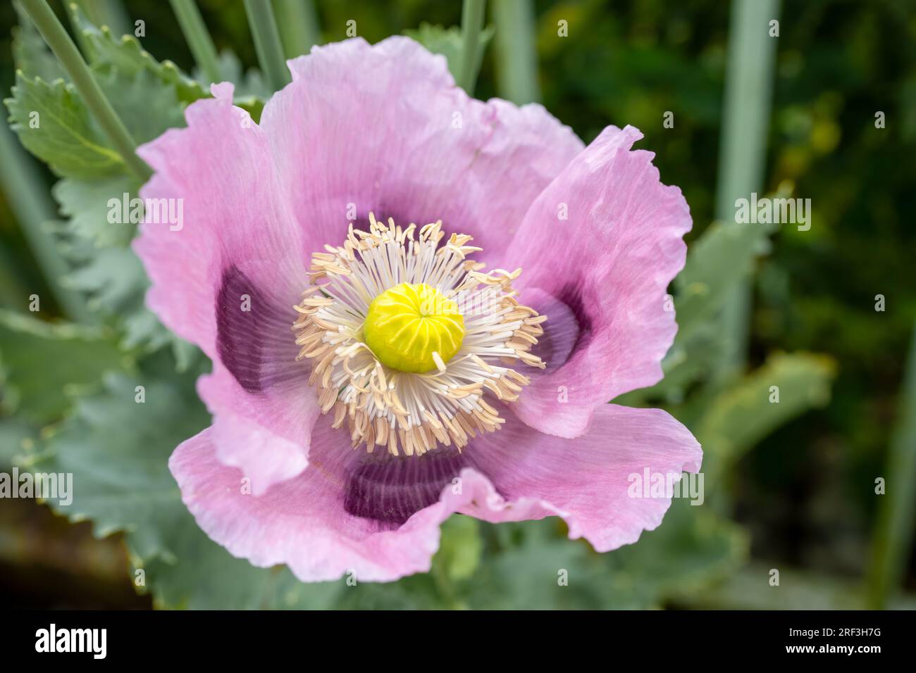 Blush pink texture hi-res stock photography and images - Alamy