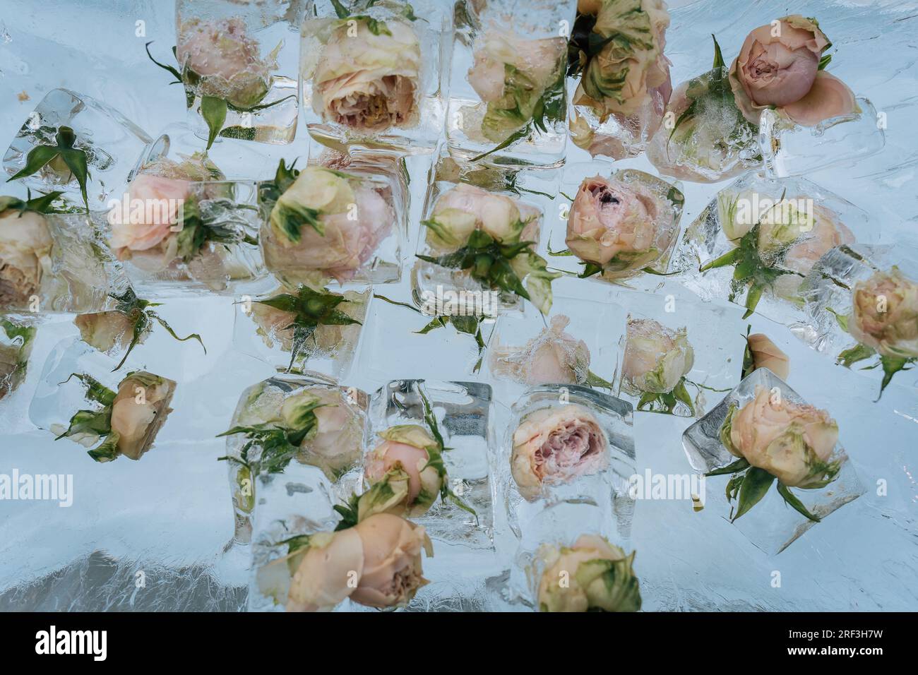 White and pink rose buds frozen in ice cubes Stock Photo - Alamy