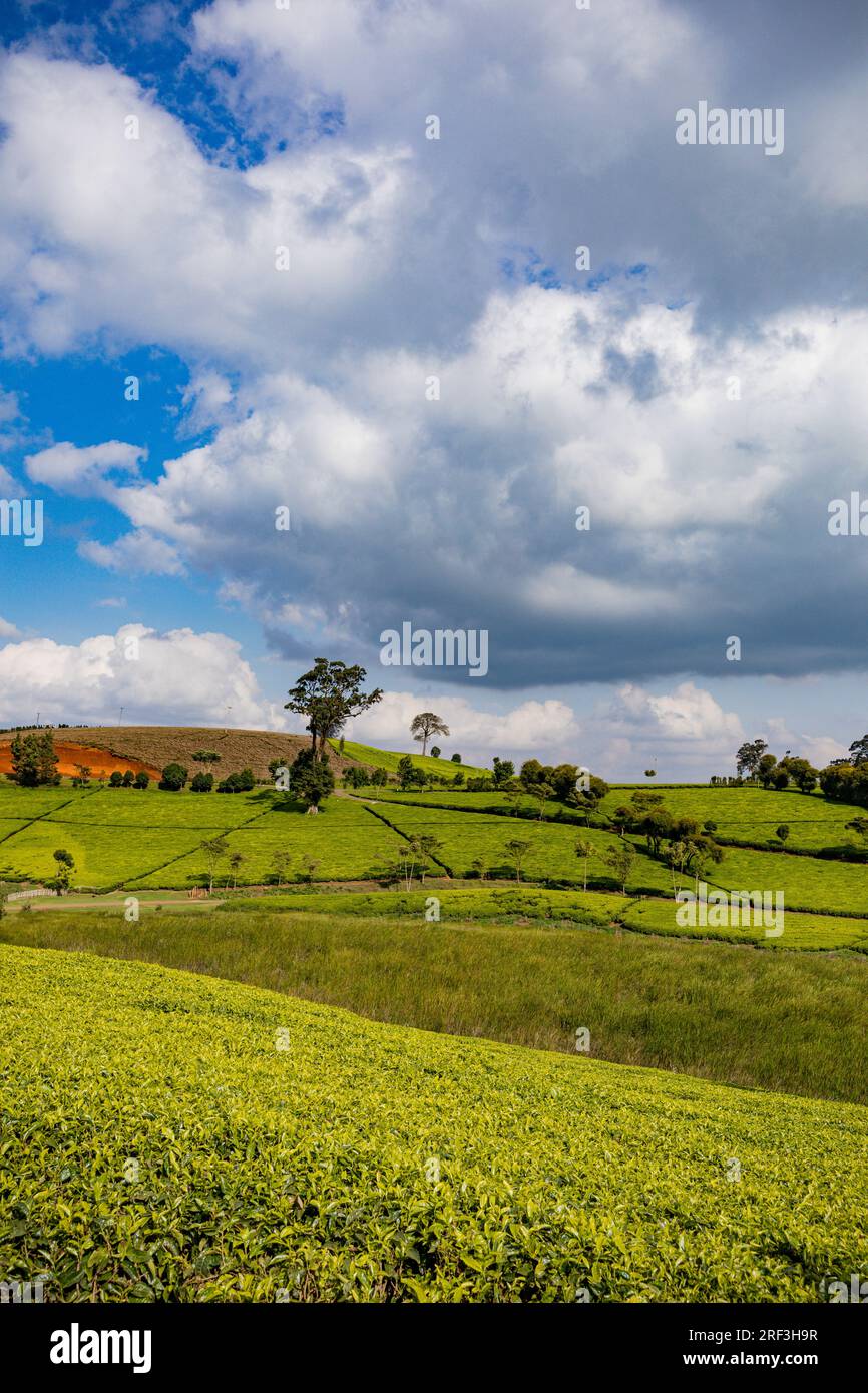 Kiambu County Limuru Tea Farm plantation in Kiambu County, Kenya Tea is ...