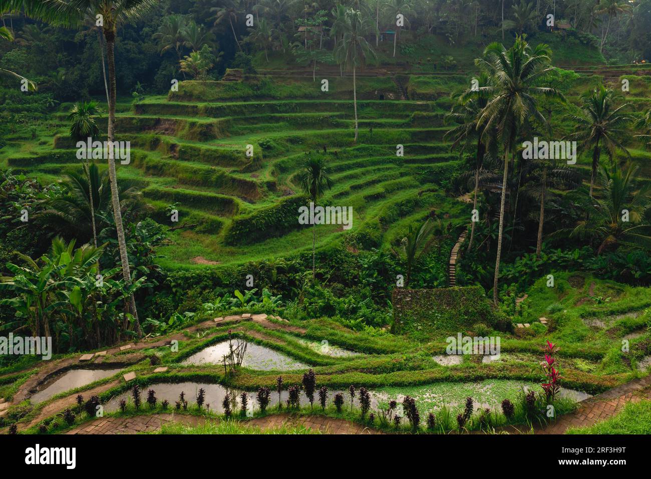 Rice terrace aerial hi-res stock photography and images - Alamy