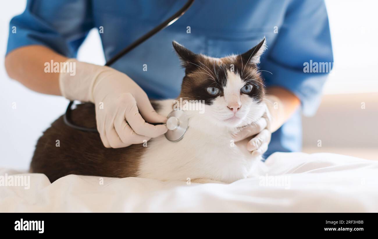 Veterinarian Doctor Listening And Examining Cat With Stethoscope At ...