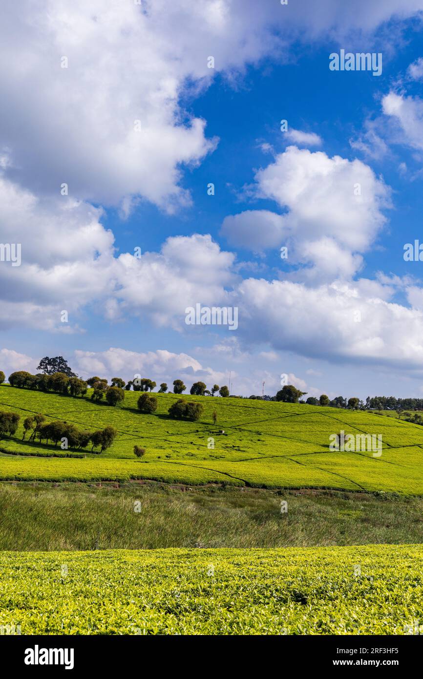 Kiambu County Limuru Tea Farm plantation in Kiambu County, Kenya Tea is ...
