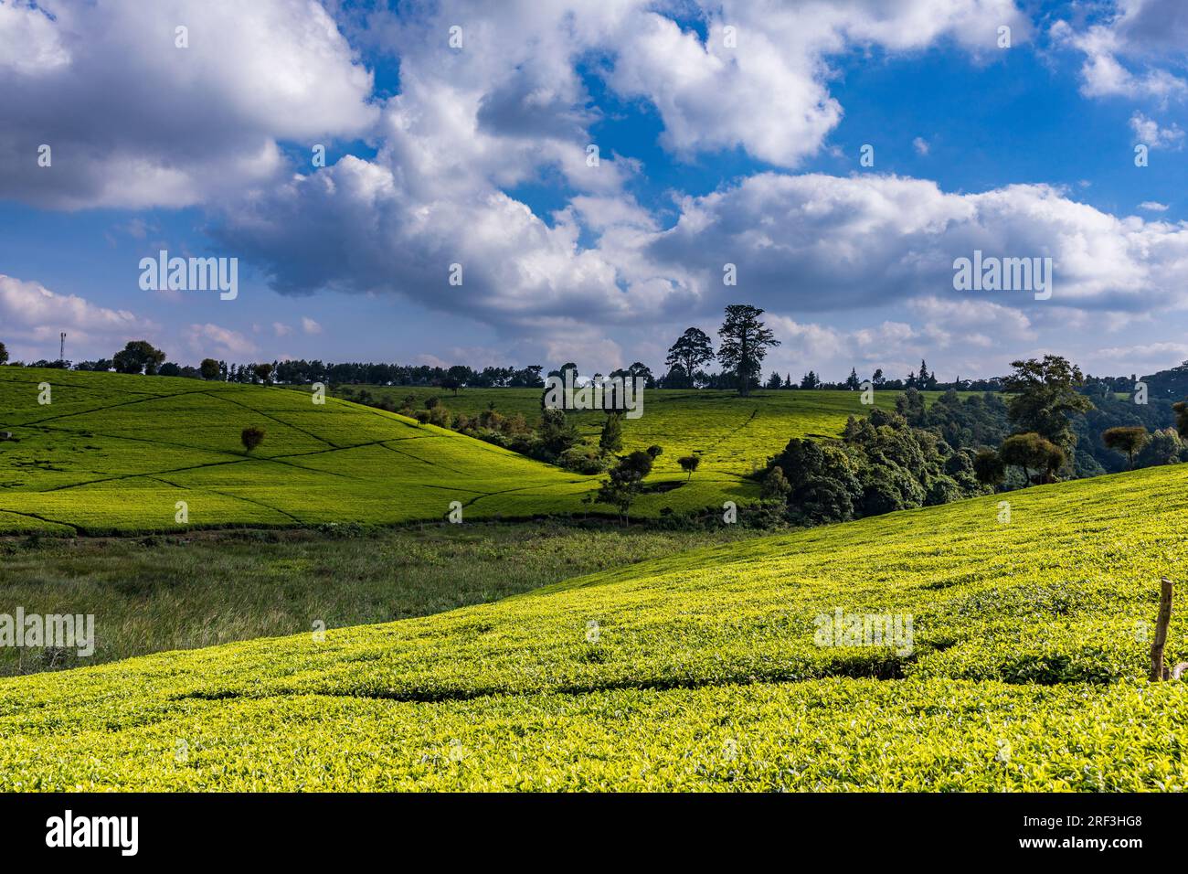 Kiambu County Limuru Tea Farm plantation in Kiambu County, Kenya Tea is ...