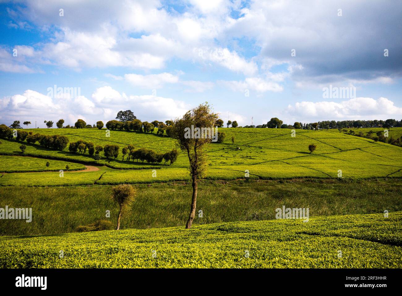 Kiambu County Limuru Tea Farm plantation in Kiambu County, Kenya Tea is ...