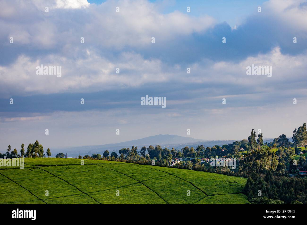 Kiambu County Limuru Tea Farm plantation in Kiambu County, Kenya Tea is ...