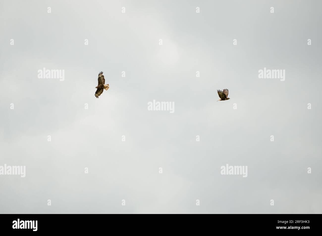 Pair of buzzards hi-res stock photography and images - Alamy
