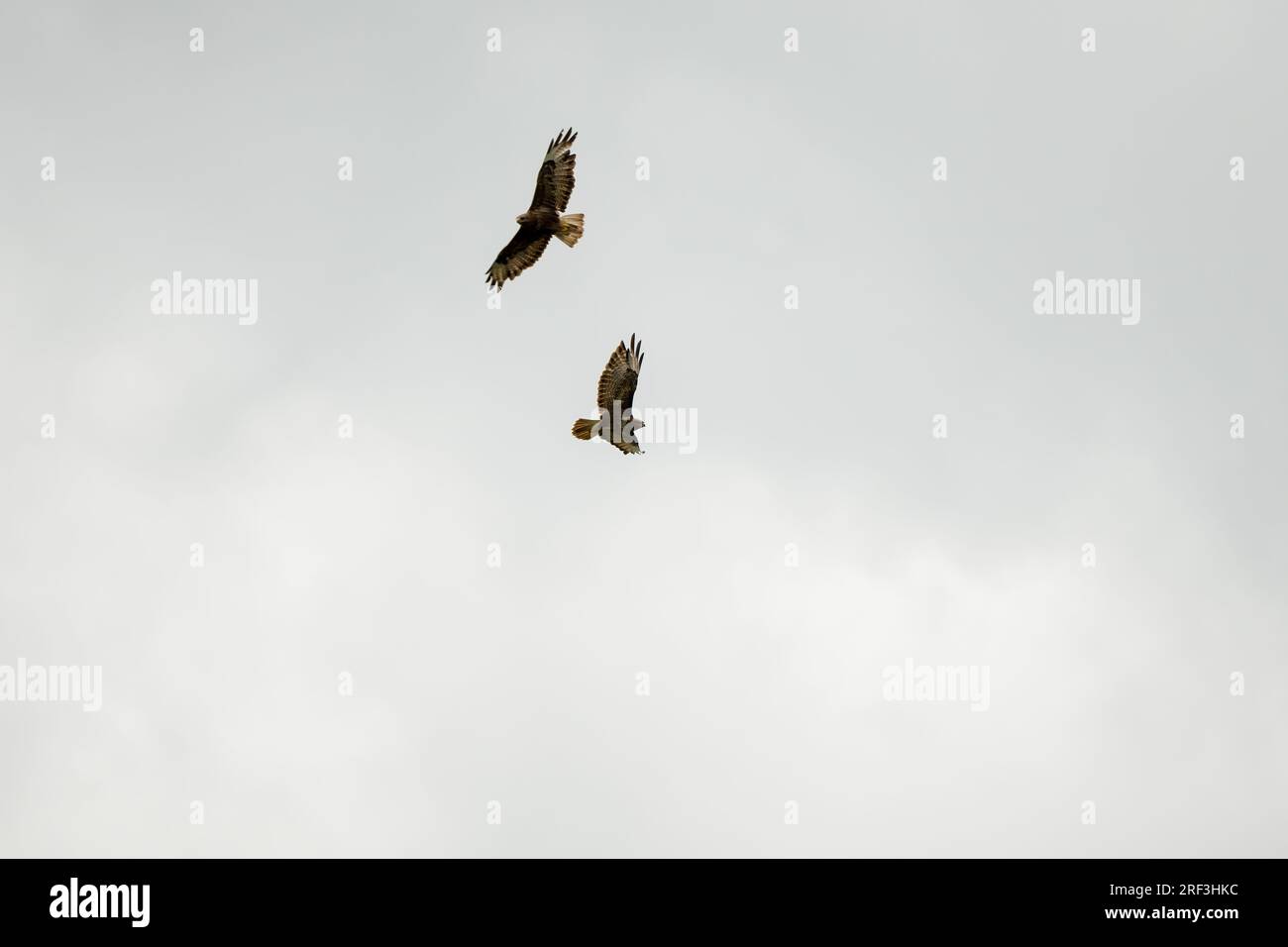 Pair of buzzards hi-res stock photography and images - Alamy
