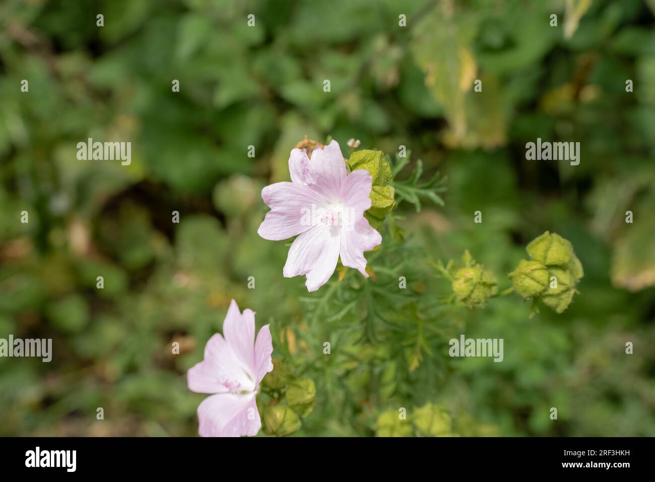 close-up of a beautiful pink bloom of musk mallow (Malva moschata ...