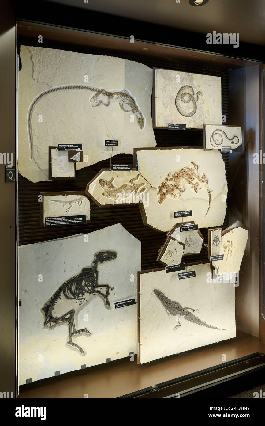 interior shot of Visitor Center of Fossil Butte National Monument ...