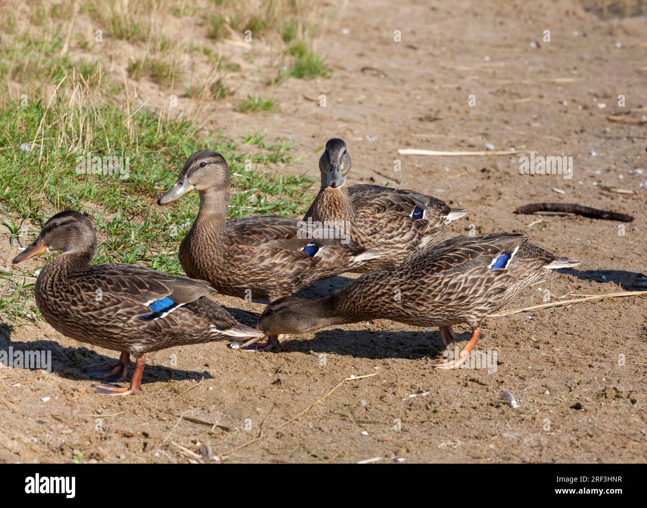 Free flown hi-res stock photography and images - Alamy