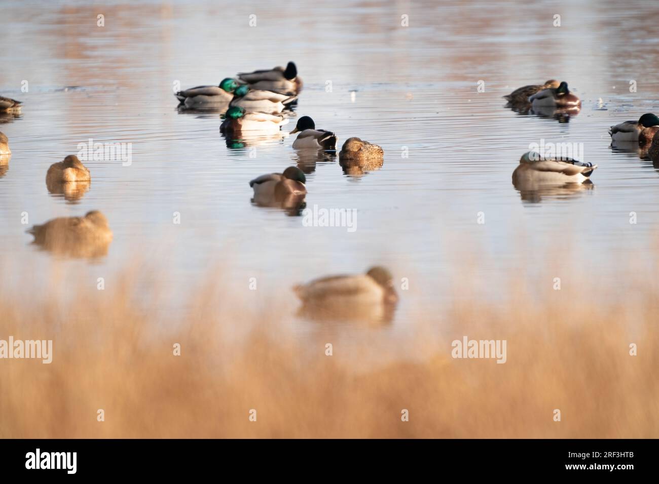 A large flock of ducks eats abandoned bread on the lake, Ducks and ...