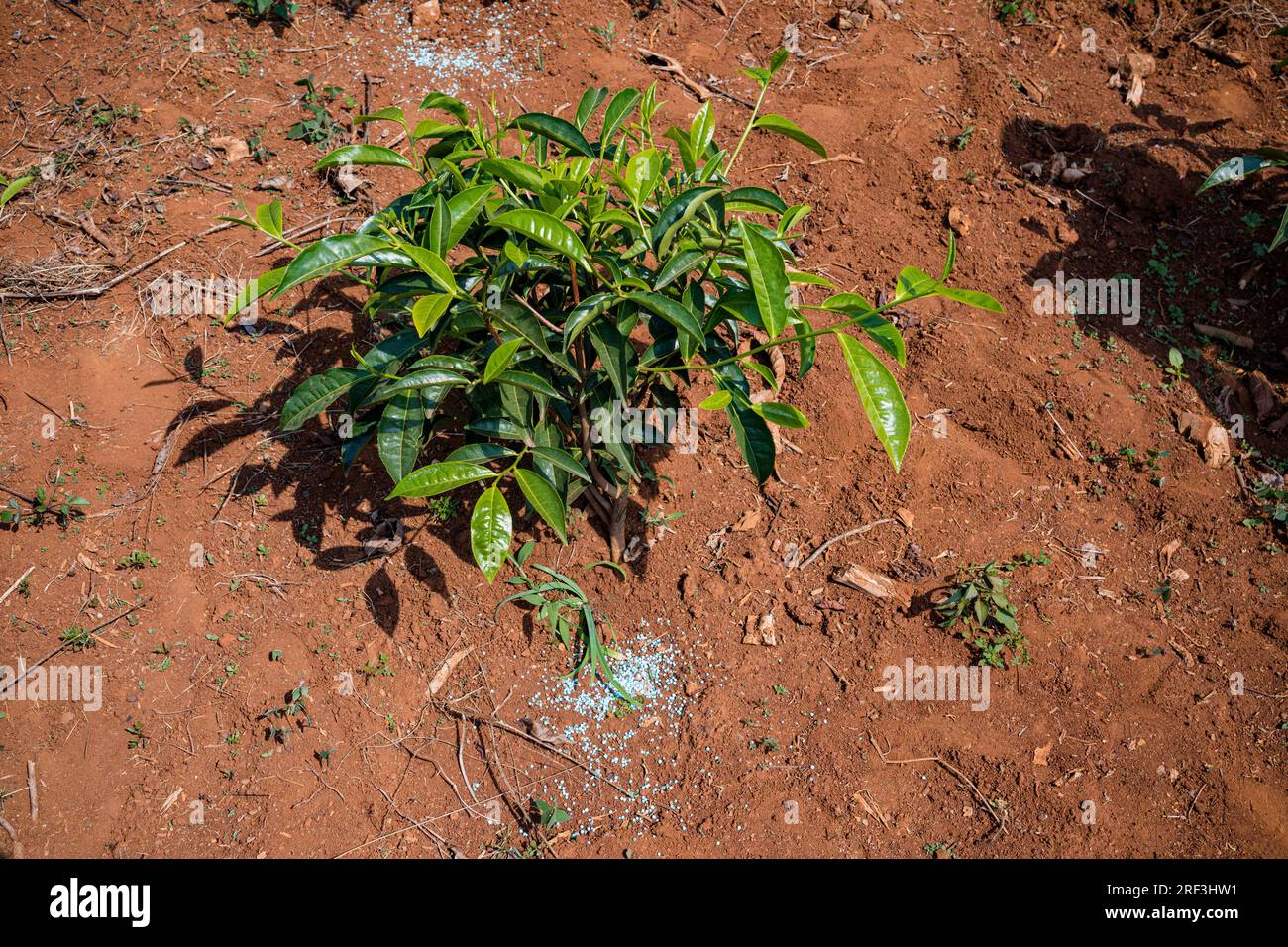 Kiambu County Limuru Tea Farm plantation in Kiambu County, Kenya Tea is ...