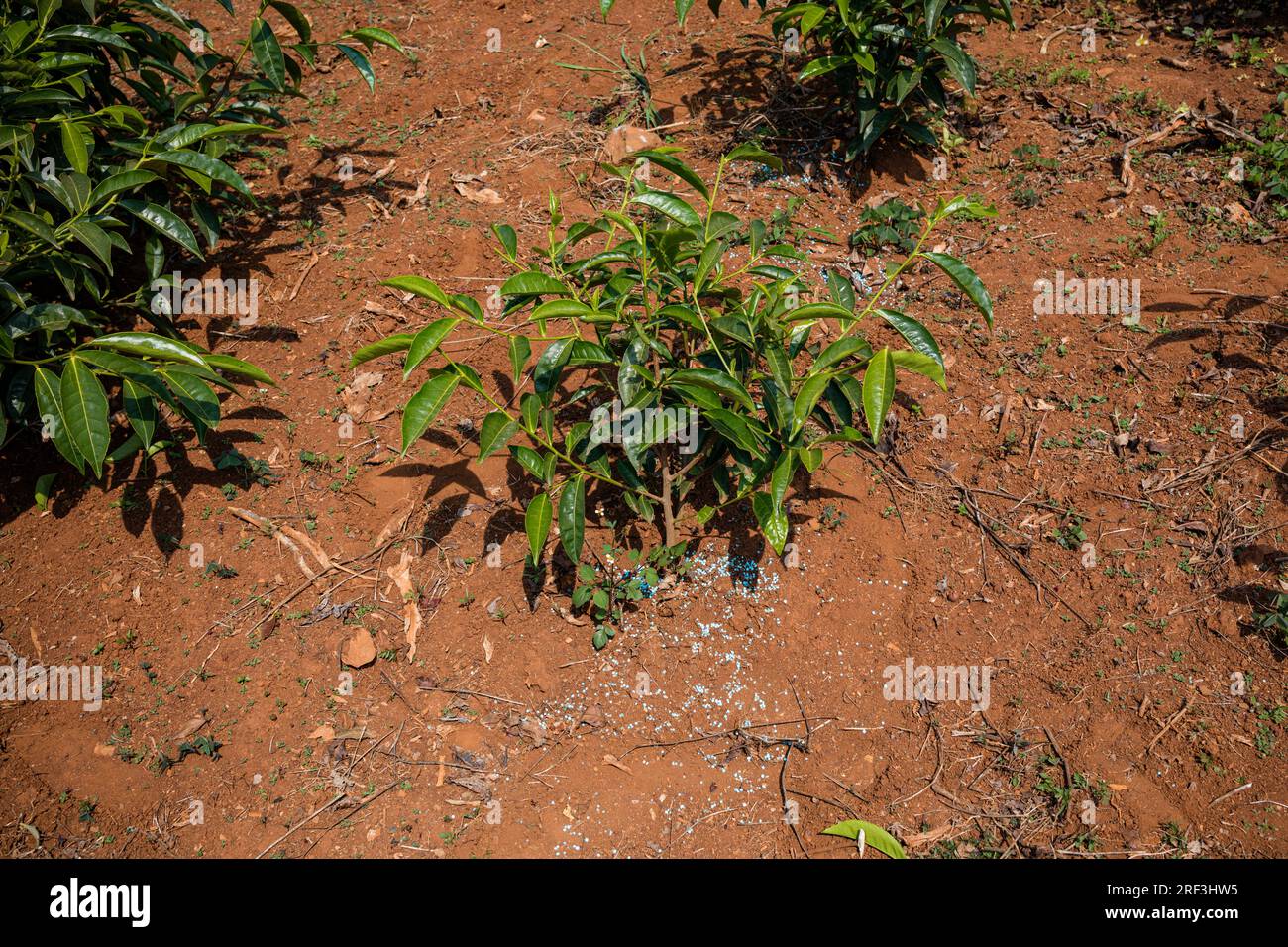 Kiambu County Limuru Tea Farm plantation in Kiambu County, Kenya Tea is ...