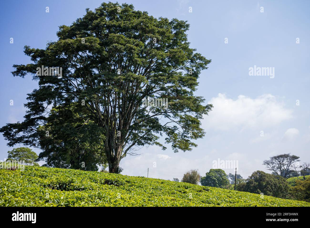 Kiambu County Limuru Tea Farm plantation in Kiambu County, Kenya Tea is ...
