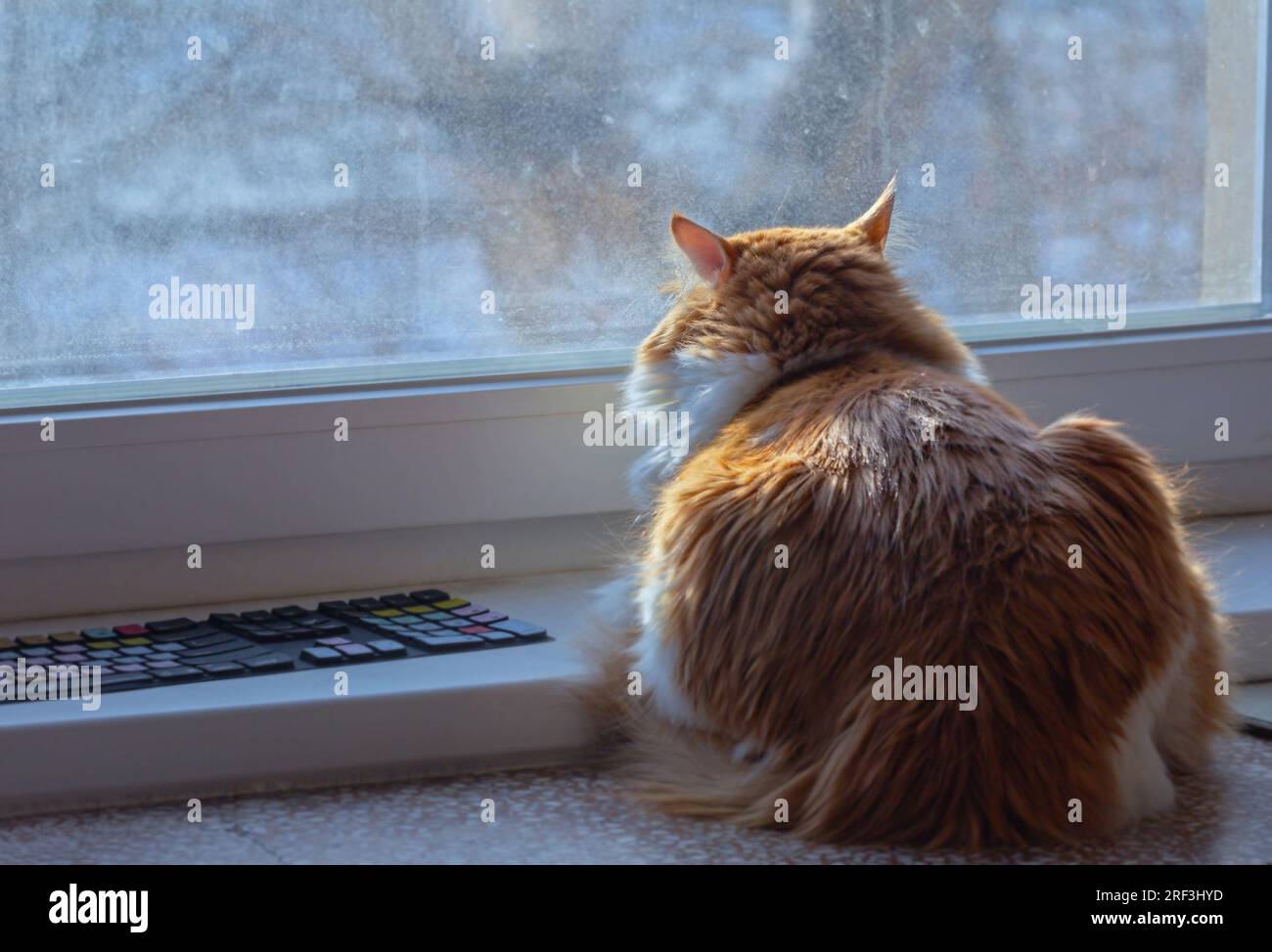 Nice white and red fluffy cat by window at fall day Stock Photo - Alamy