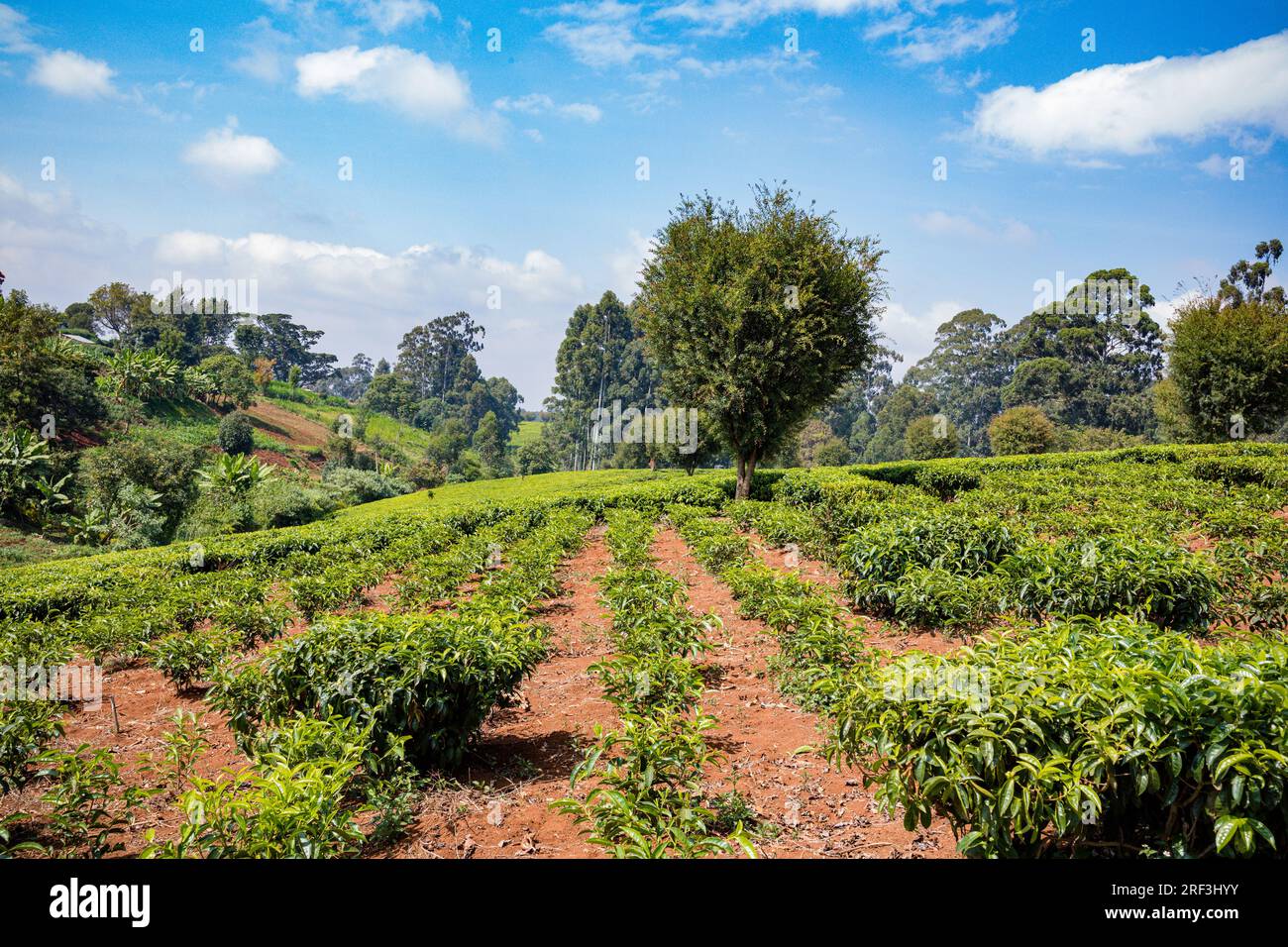 Kiambu County Limuru Tea Farm plantation in Kiambu County, Kenya Tea is ...