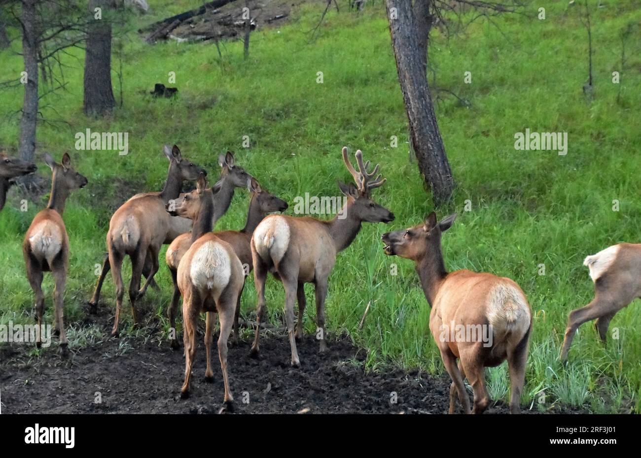 Bull elk in the early morning hi-res stock photography and images - Alamy