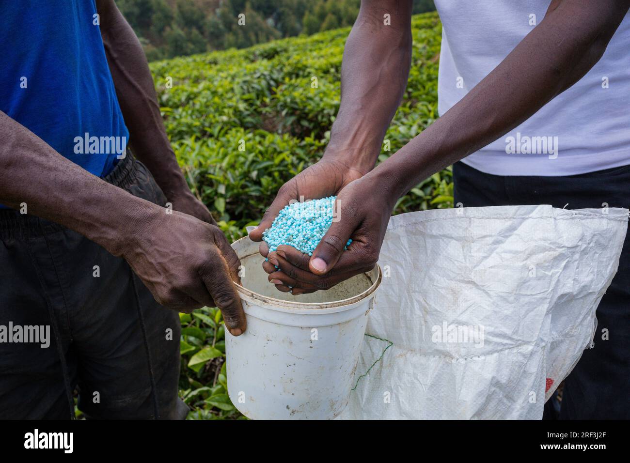 Kiambu County Limuru Tea Farm plantation in Kiambu County, Kenya Tea is ...
