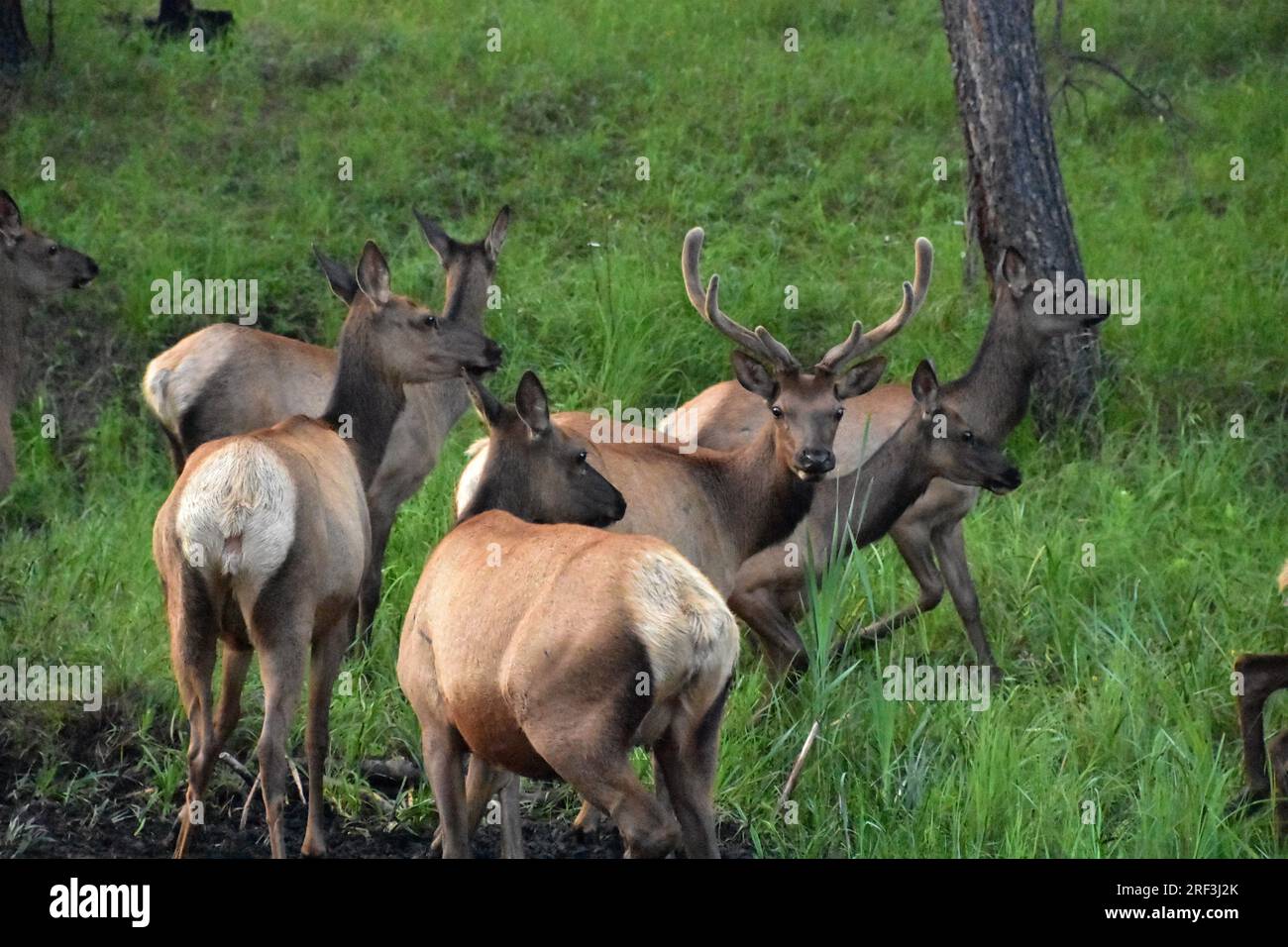 Herd of female elk surrounding a male elk in rural South Dakota Stock ...