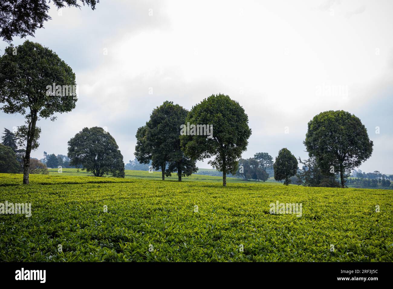 Kiambu County Limuru Tea Farm plantation in Kiambu County, Kenya Tea is ...