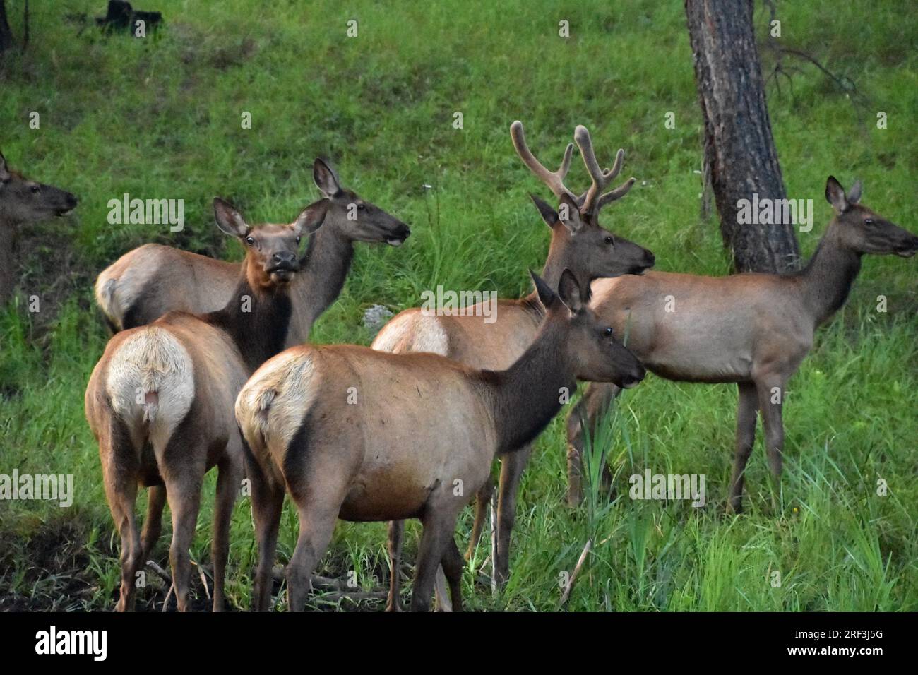 Cluster of wild elk standing together in a wooded grove in South Dakota ...