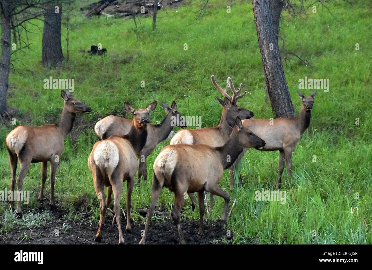 Bull elk in the early morning hi-res stock photography and images - Alamy