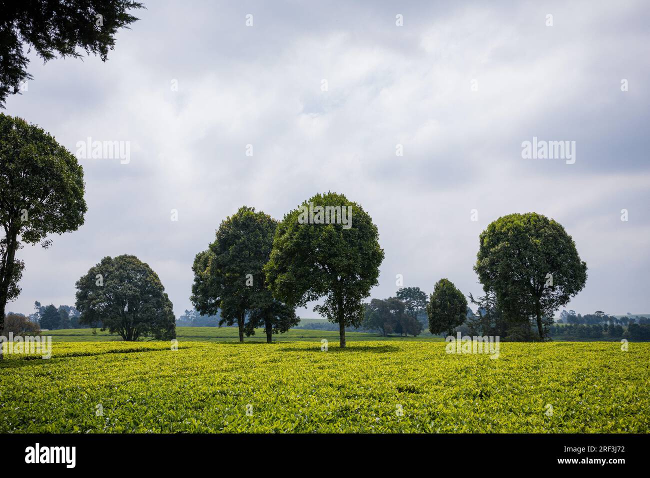 Kiambu County Limuru Tea Farm plantation in Kiambu County, Kenya Tea is ...