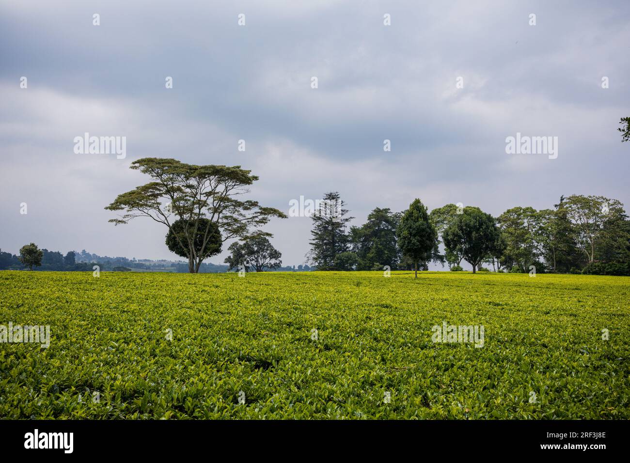 Kiambu County Limuru Tea Farm plantation in Kiambu County, Kenya Tea is ...