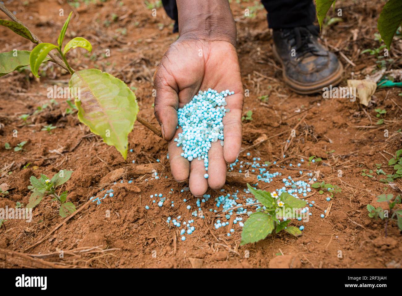 Kiambu County Limuru Tea Farm plantation in Kiambu County, Kenya Tea is ...