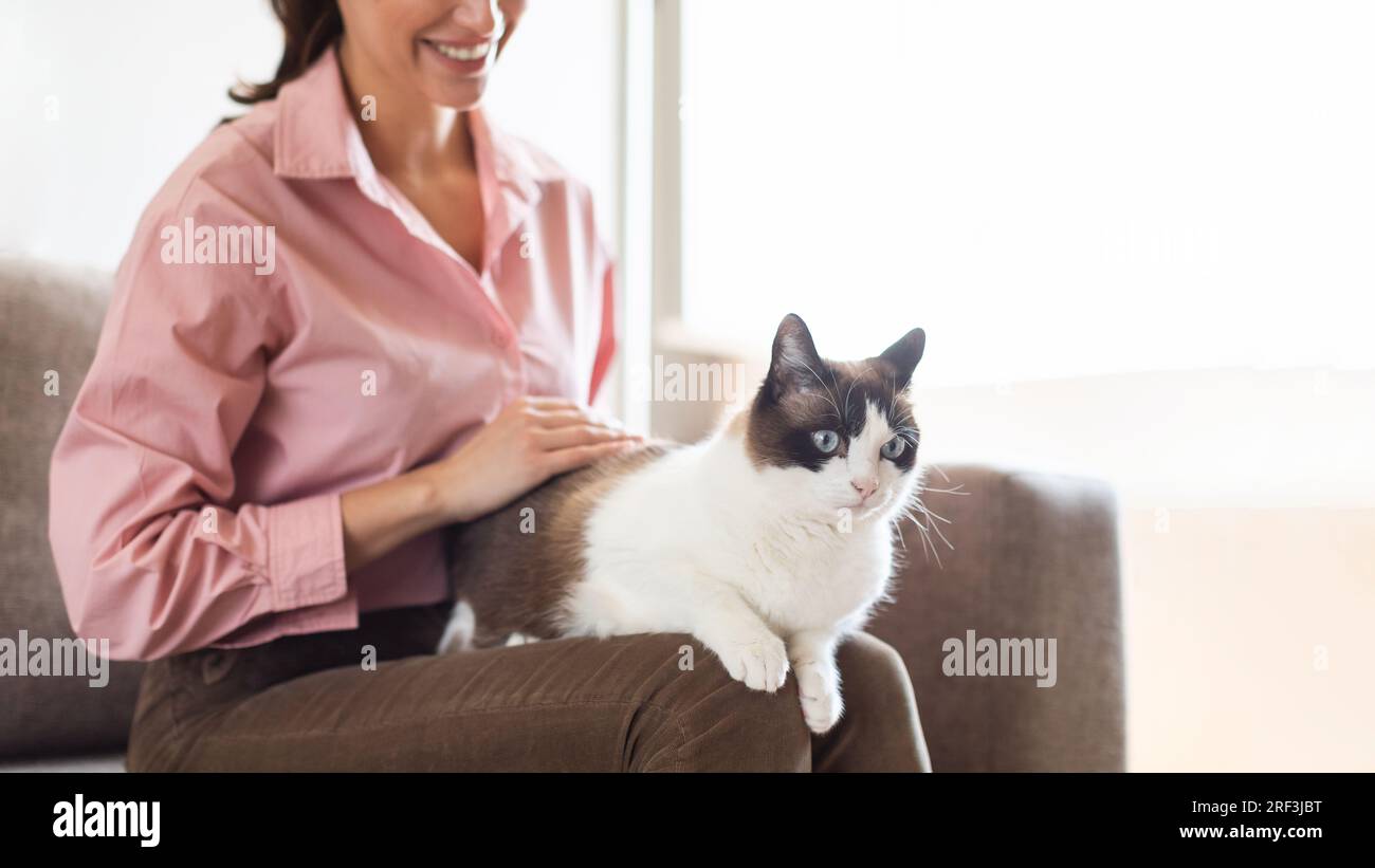 Cat owner lady showing love stroking pet at home, cropped Stock Photo ...