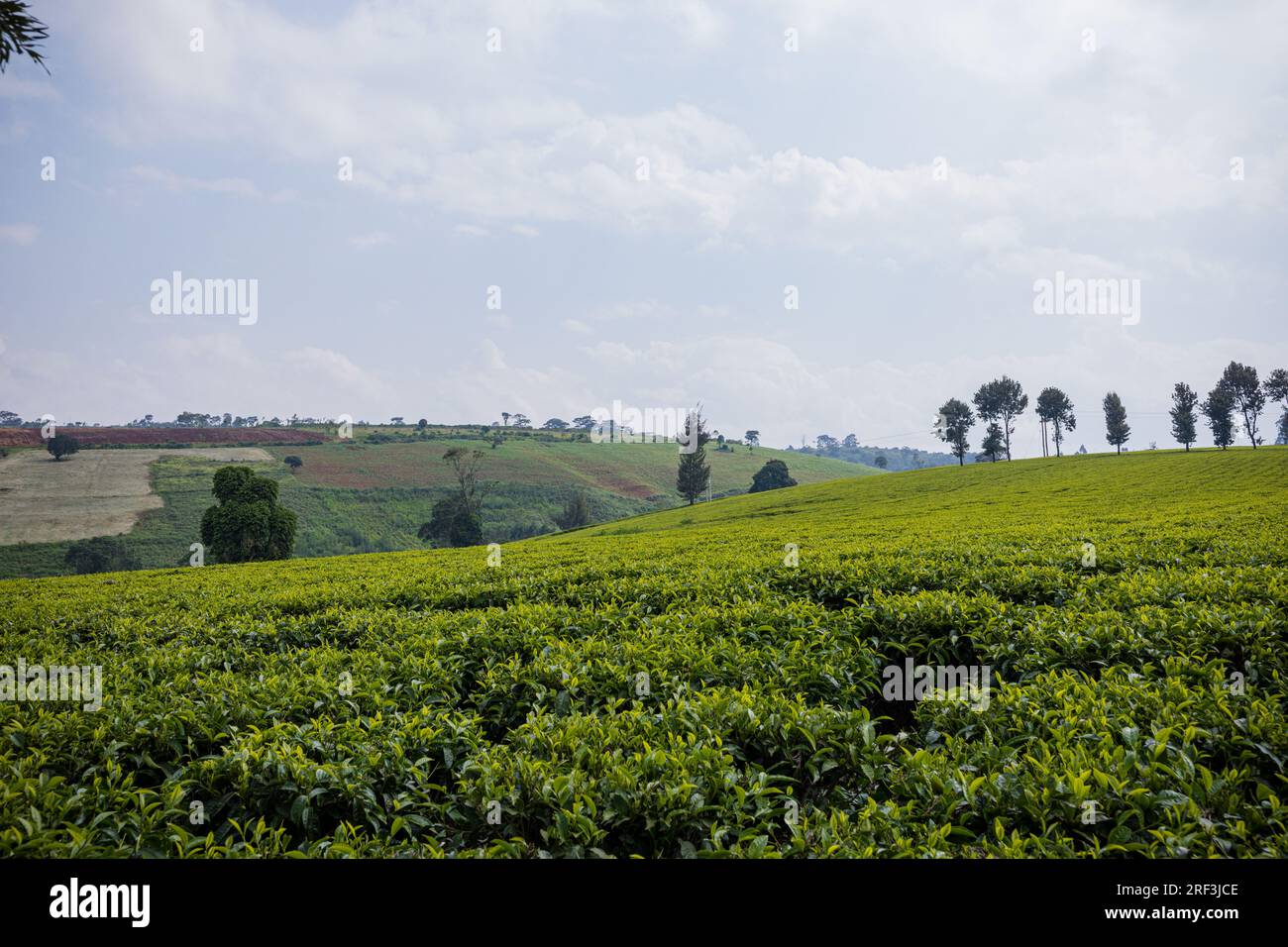 Kiambu County Limuru Tea Farm plantation in Kiambu County, Kenya Tea is ...