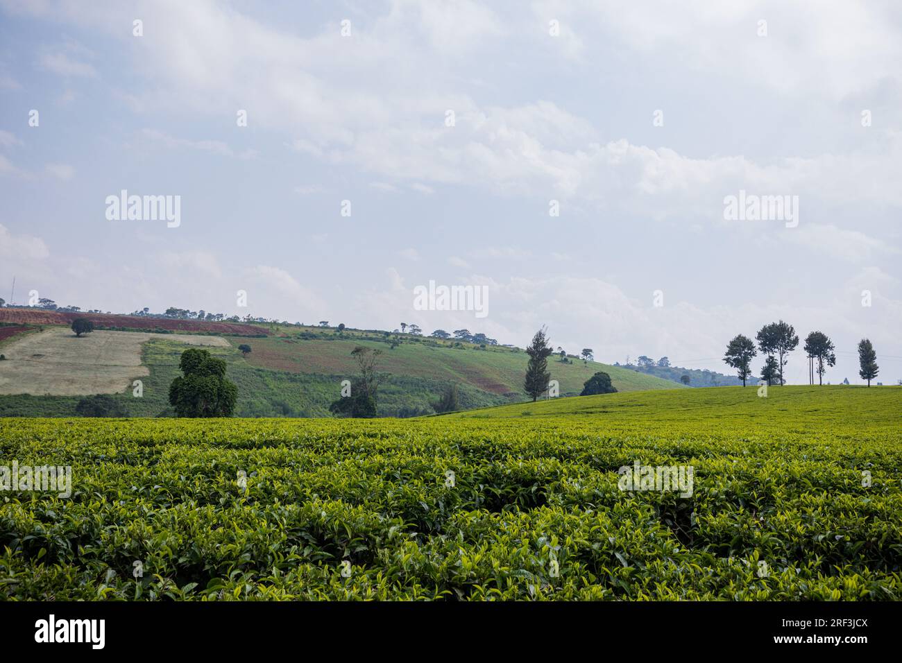 Kiambu County Limuru Tea Farm plantation in Kiambu County, Kenya Tea is ...
