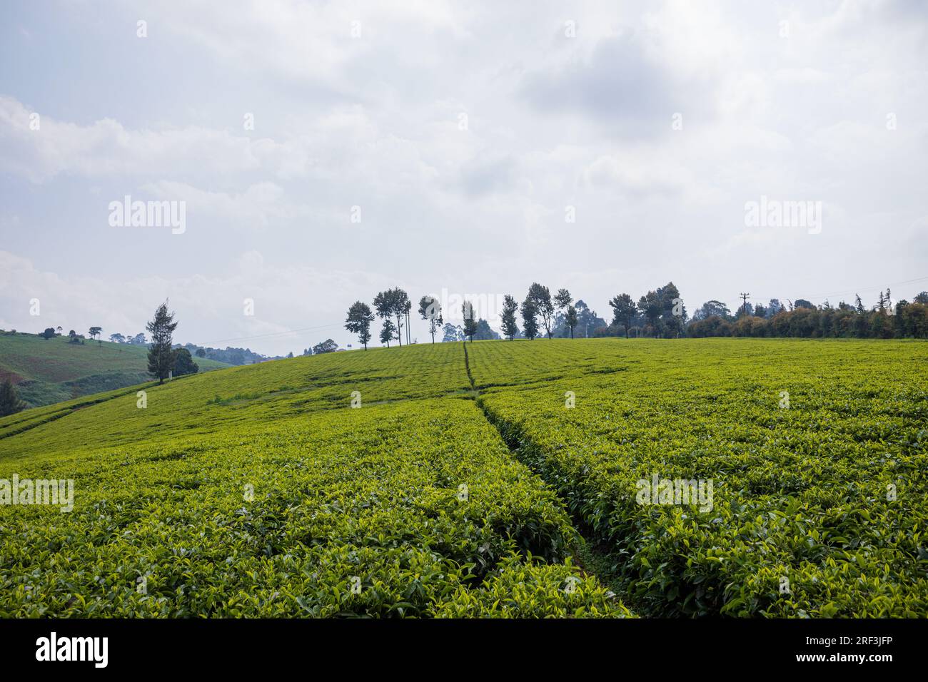Kiambu County Limuru Tea Farm plantation in Kiambu County, Kenya Tea is ...