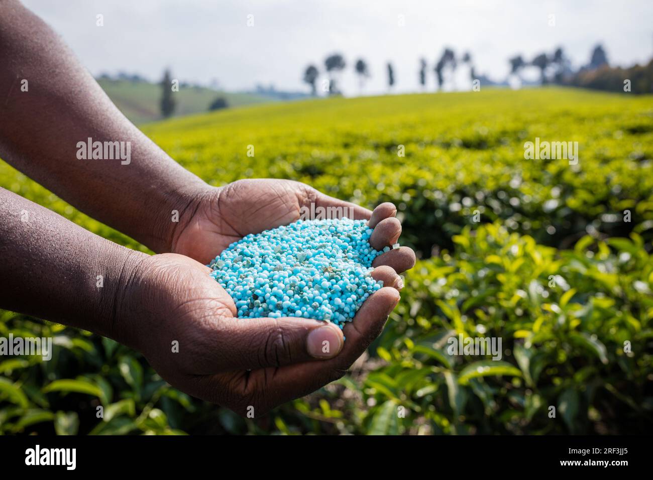 Kiambu County Limuru Tea Farm plantation in Kiambu County, Kenya Tea is ...