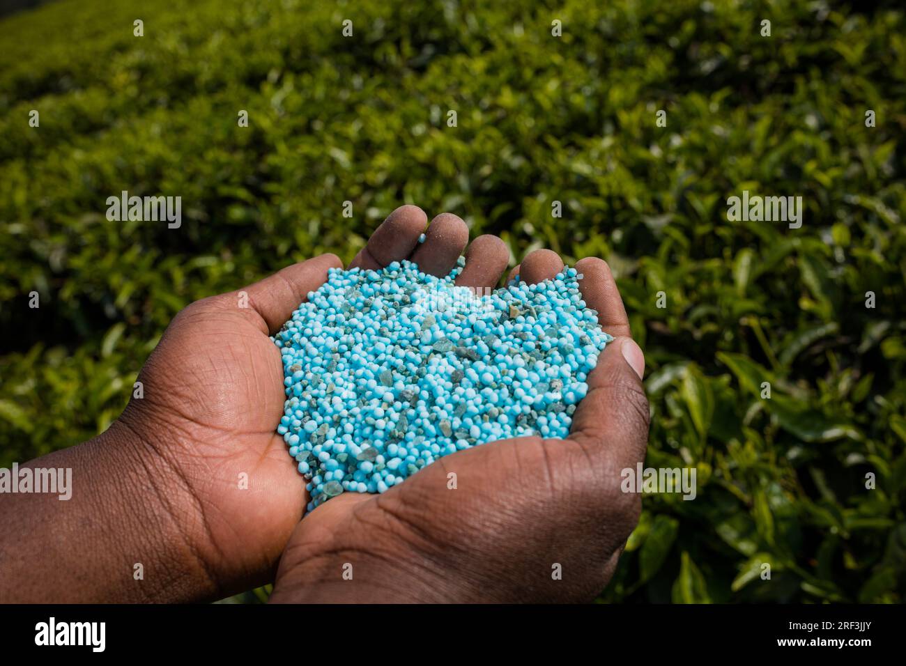 Kiambu County Limuru Tea Farm plantation in Kiambu County, Kenya Tea is ...
