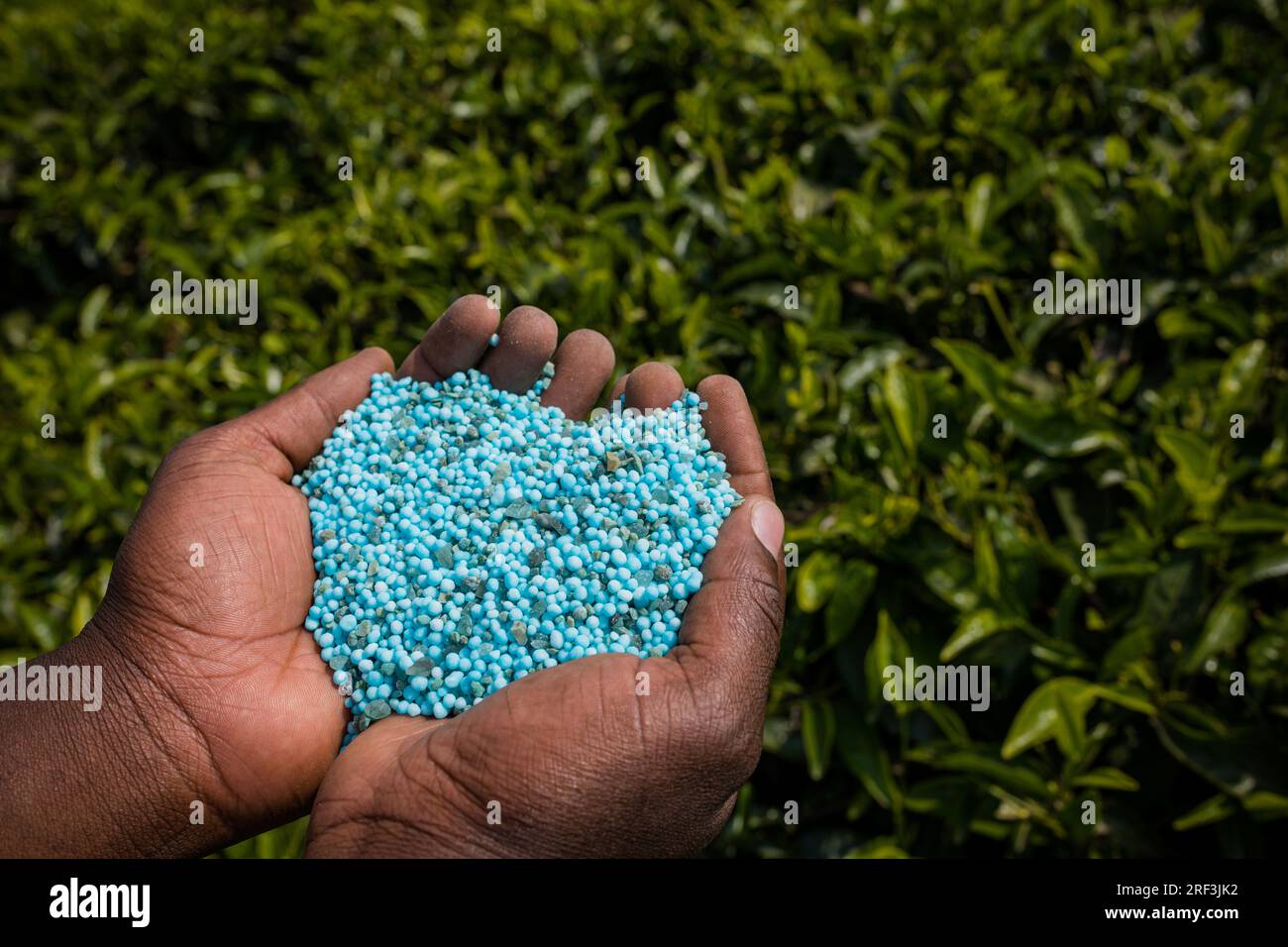 Kiambu County Limuru Tea Farm plantation in Kiambu County, Kenya Tea is ...
