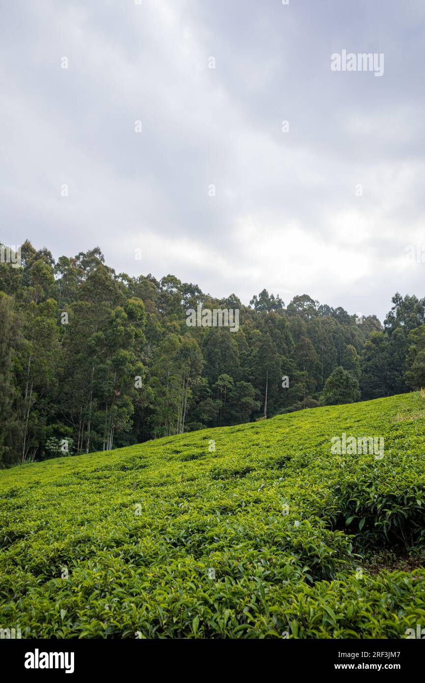 Kiambu County Limuru Tea Farm plantation in Kiambu County, Kenya Tea is ...