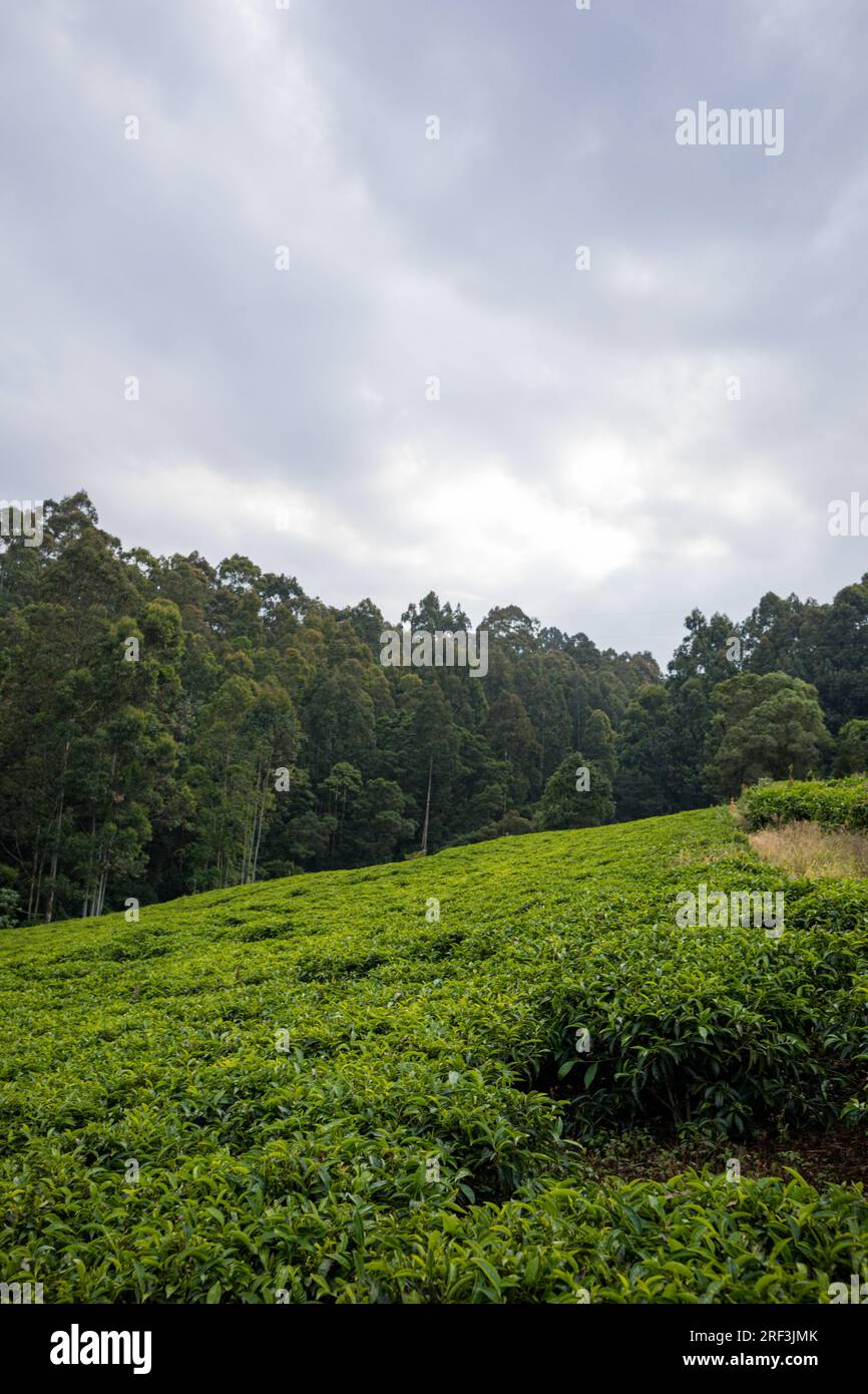 Kiambu County Limuru Tea Farm plantation in Kiambu County, Kenya Tea is ...