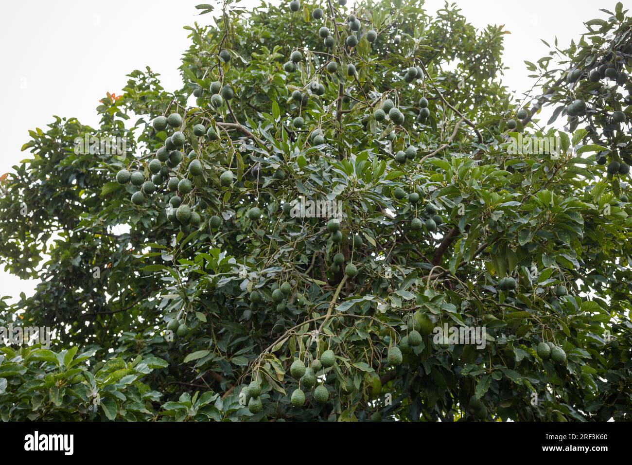 Kenyan Avocado farming plants trees on the farm. Hass avocado is a ...