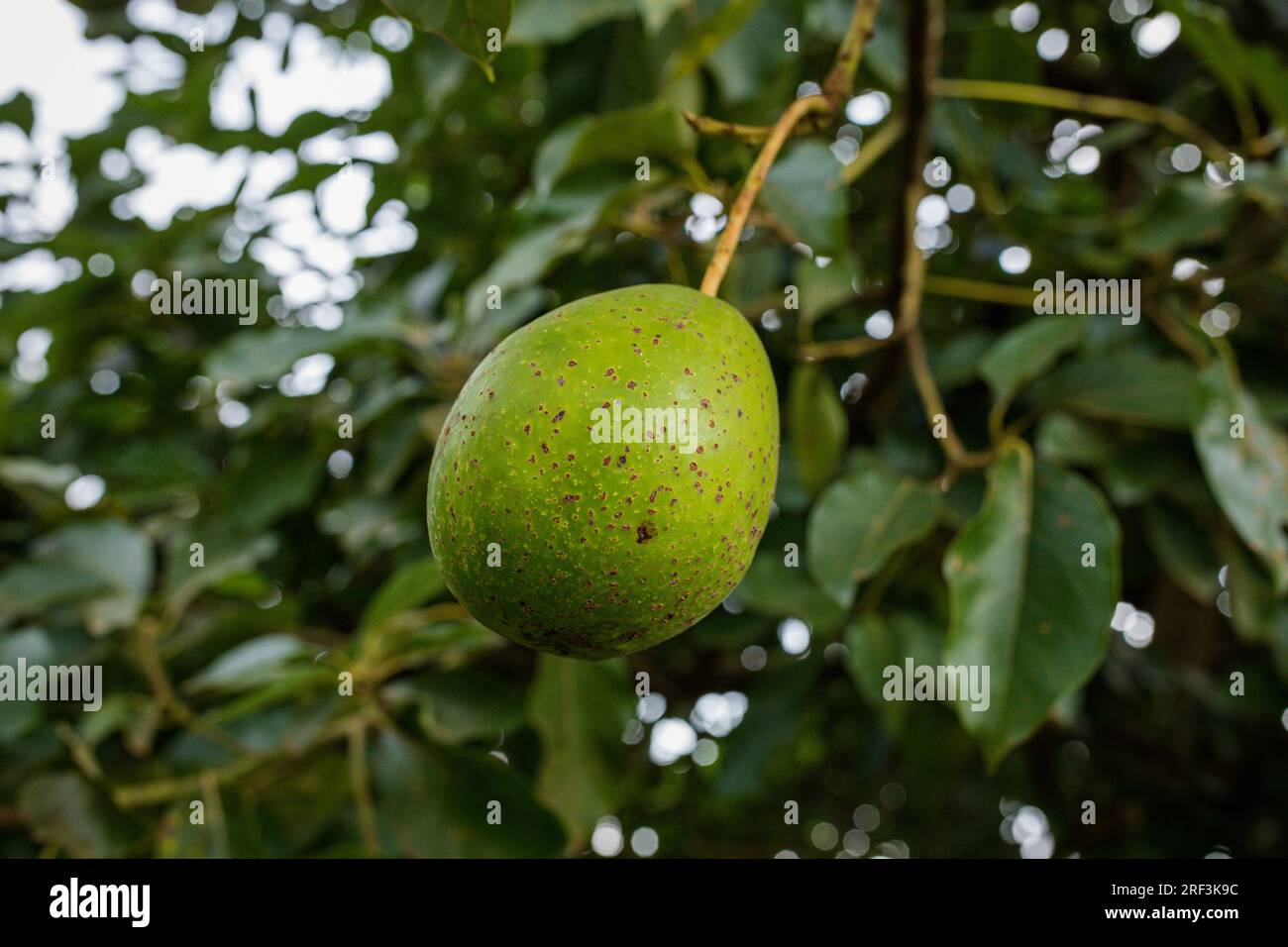 Kenyan Avocado farming plants trees on the farm. Hass avocado is a ...