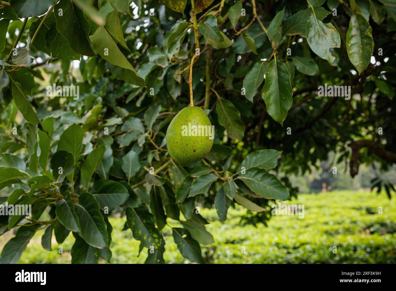 Kenyan Avocado farming plants trees on the farm. Hass avocado is a ...