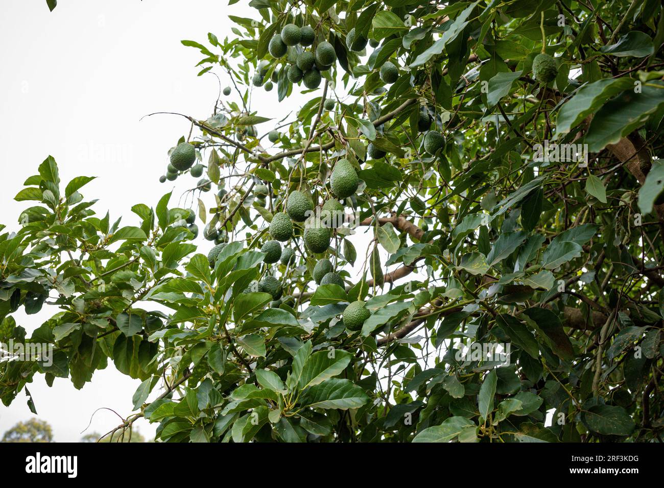 Kenyan Avocado farming plants trees on the farm. Hass avocado is a ...