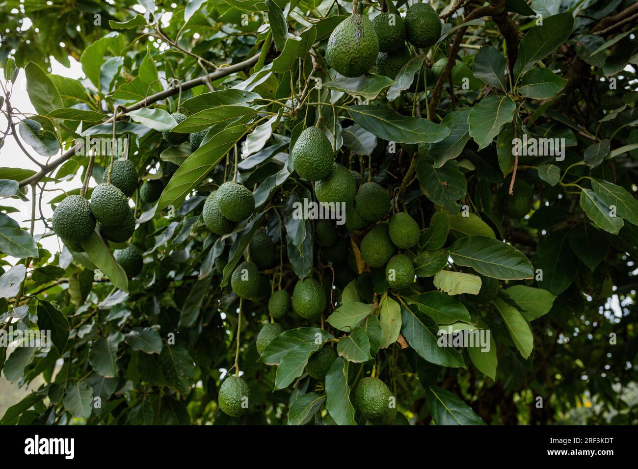 Kenyan Avocado farming plants trees on the farm. Hass avocado is a ...