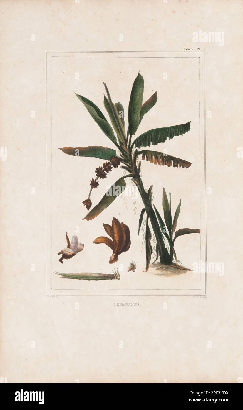 Bananier bananier hi-res stock photography and images - Alamy