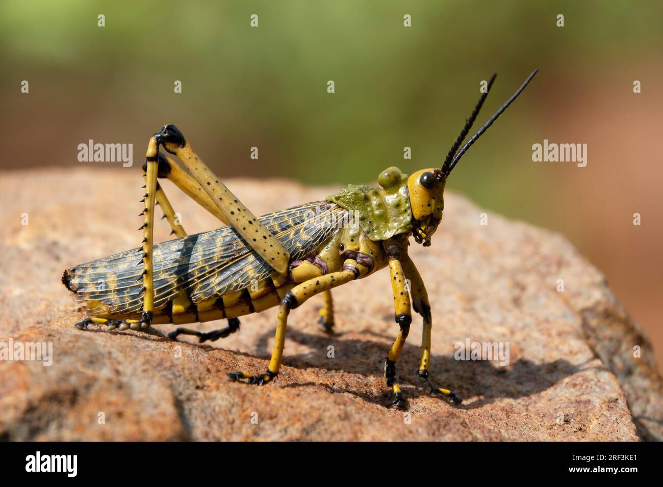 Green milkweed locust (Phymateus leprosus Stock Photo - Alamy