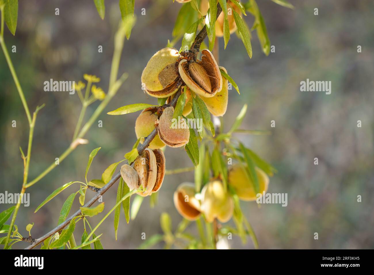 Almond tree hi-res stock photography and images - Alamy