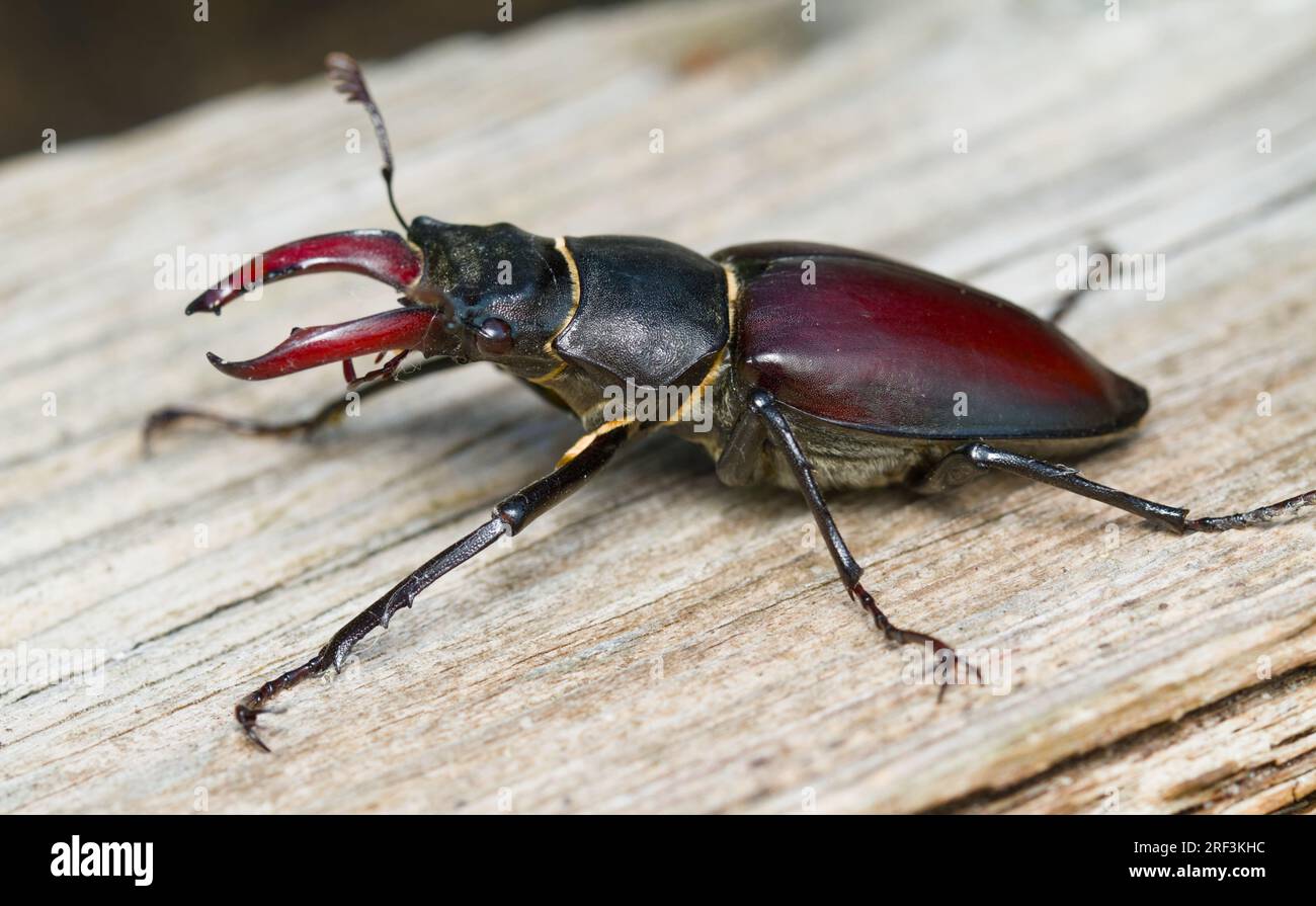 Male Stag Beetle, Lucanus cervus, On Dead Wood With Large Jaws, New ...
